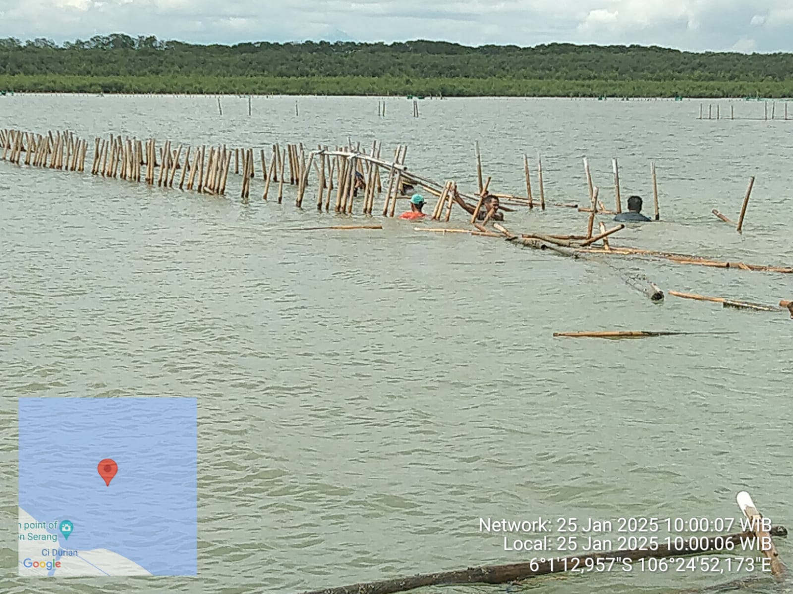 Nelayan Tanara Bongkar Patok Bambu Bekas Budidaya Kerang dan Rumput ...